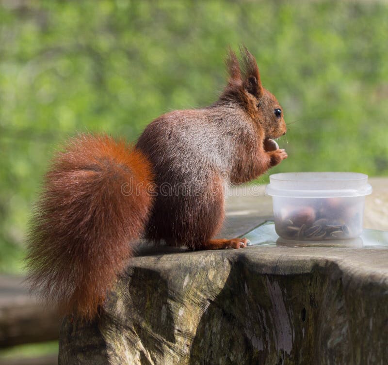 Red Squirrel Eating Hazel Nuts Stock Image - Image of tail, nuts: 89714495