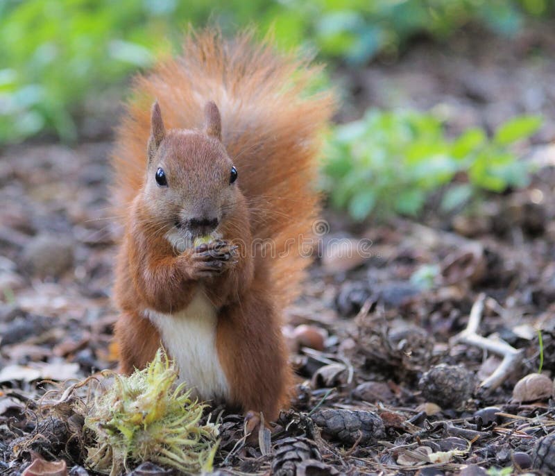 Red squirrel eating a nut stock image. Image of park - 197054459