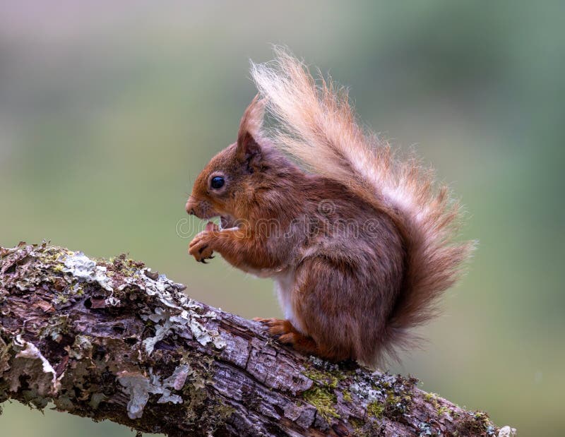 Red squirrel stock photo. Image of nature, mammal, funny - 280676384