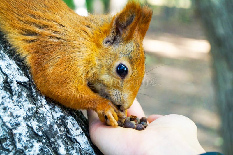 Red Squirrel Eating Pine Nuts from a Human Hand Stock Photo - Image of ...