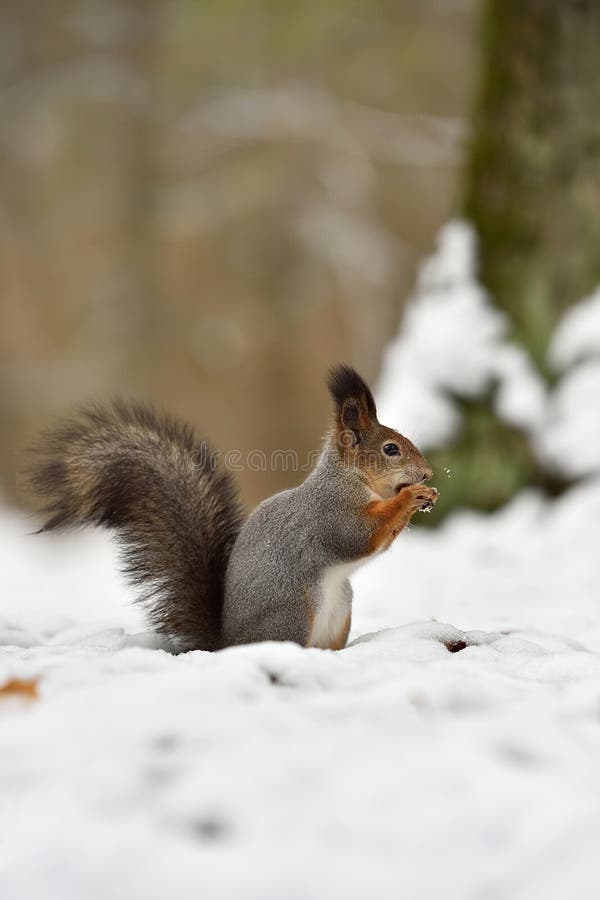 Red squirrel stock photo. Image of vulgaris, laugh, estonia - 36366746