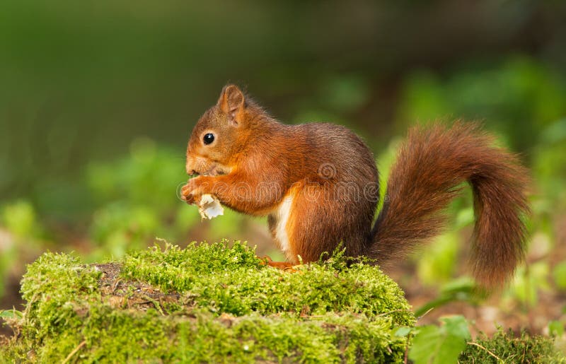 An Amazon Red Squirrel Feeding on Fruit Stock Image - Image of fruits ...
