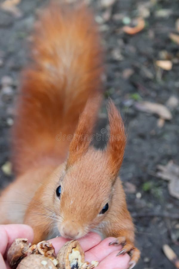 Red Squirrel Eats Nuts from Hands Stock Image - Image of rodent, hands ...