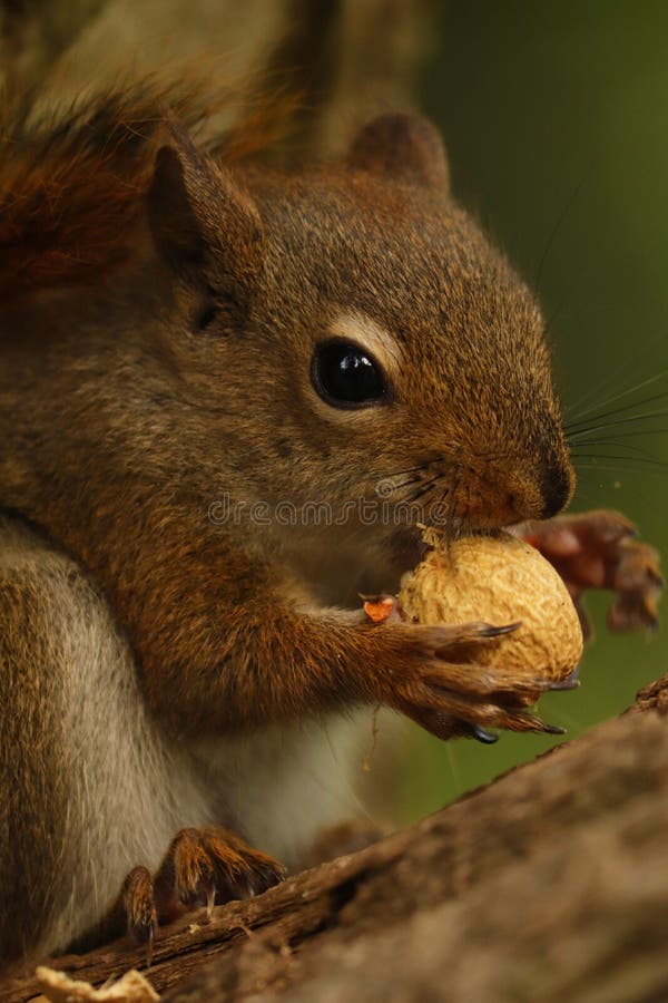 Squirrel Enjoying a Nut. stock image. Image of catch - 190135563