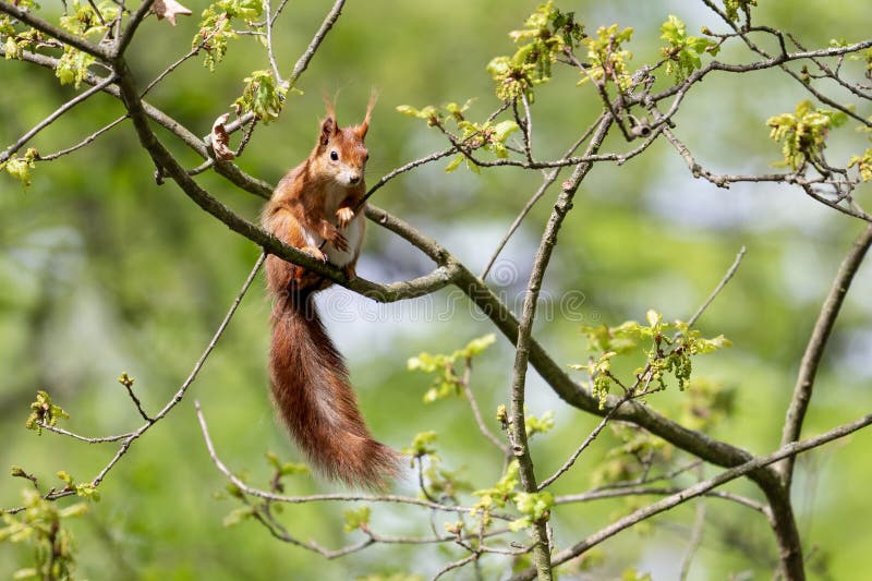 The Red Squirrel or Eurasian Red Squirrel on a Branch. Sciurus Vulgaris ...