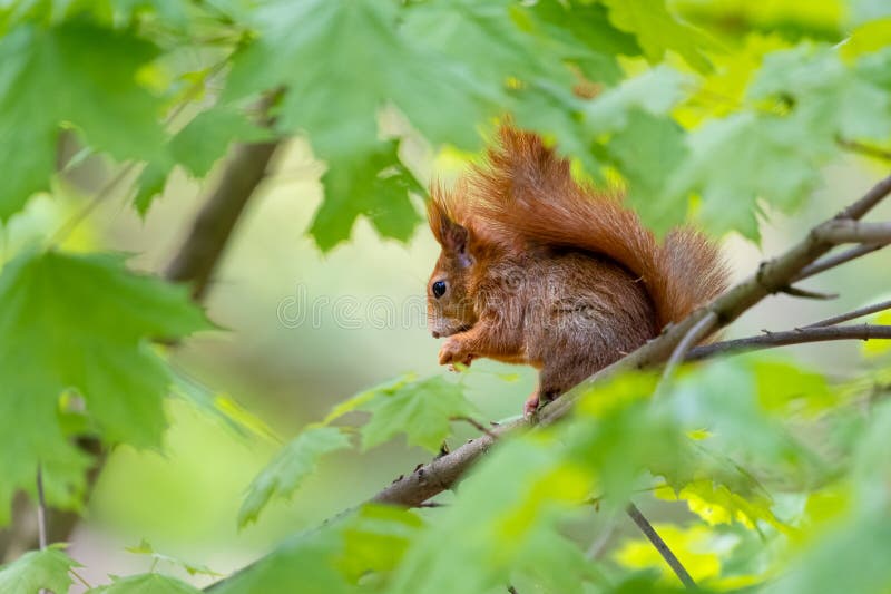 The Red Squirrel or Eurasian Red Squirrel on a Branch. Sciurus Vulgaris ...