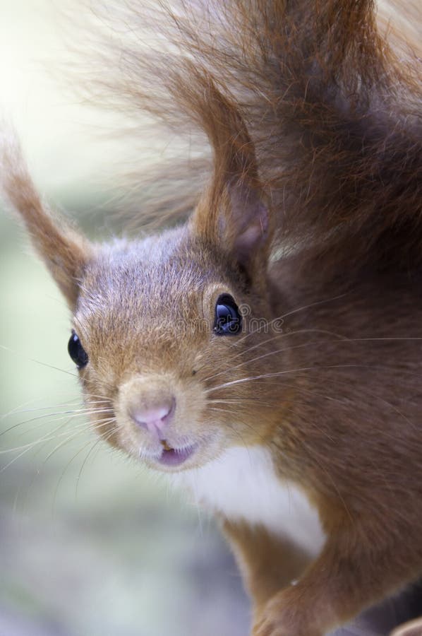 Red Squirrel portrait stock image. Image of small, curious - 32321457