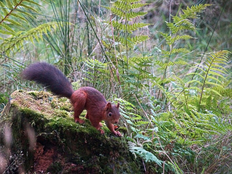 Red Squirrel Posing - Sitting on a Tree Stump Stock Image - Image of ...