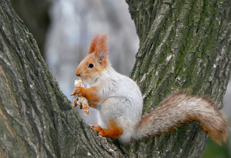 The Red Squirrel or Eurasian Red Squirrel Sciurus Vulgaris Eats Stock ...