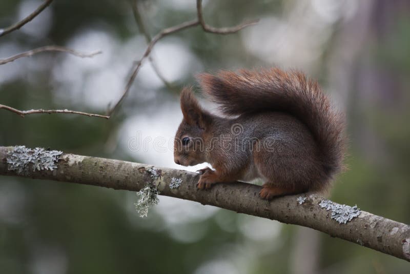 Red squirrel stock image. Image of pose, tree, poses - 68418207