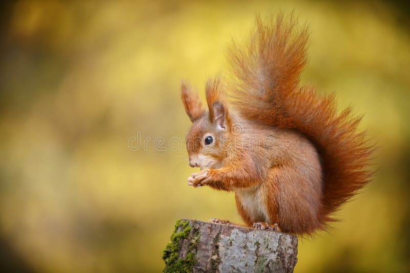 Red squirrel in fall stock photo. Image of cute, creatures - 61527808