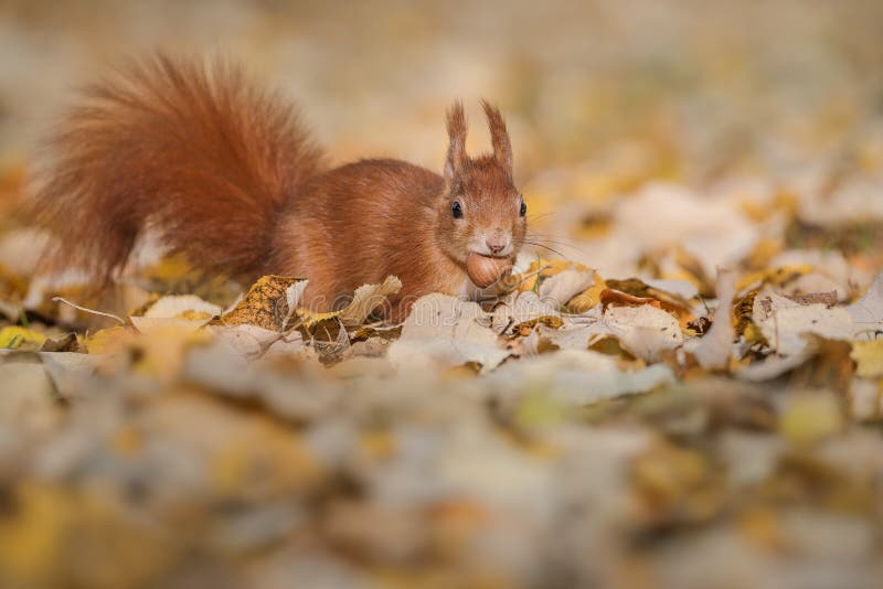 Autumn red squirrel stock image. Image of fall, curious - 47012653
