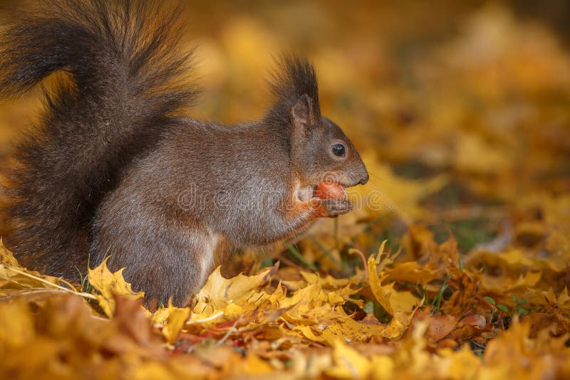 Red Squirrel in Fallen Leaves Stock Image - Image of nature, gold: 61714019