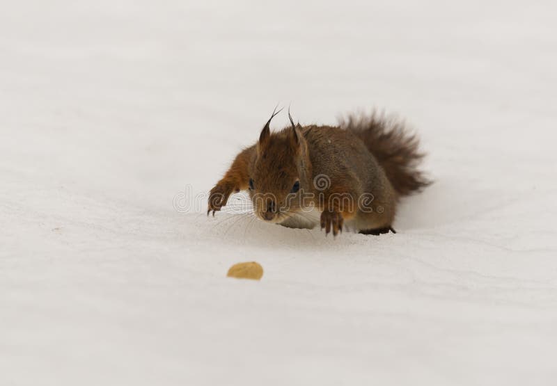 Red Squirrel Finding a Nut in Snow Stock Photo - Image of winter ...