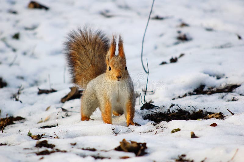 Red squirrel first snow stock image. Image of outdoor - 81752529