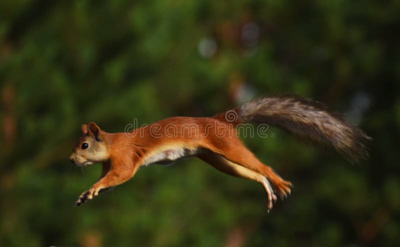 Jumping, Flying Squirrel in the Forest Stock Image - Image of forest ...
