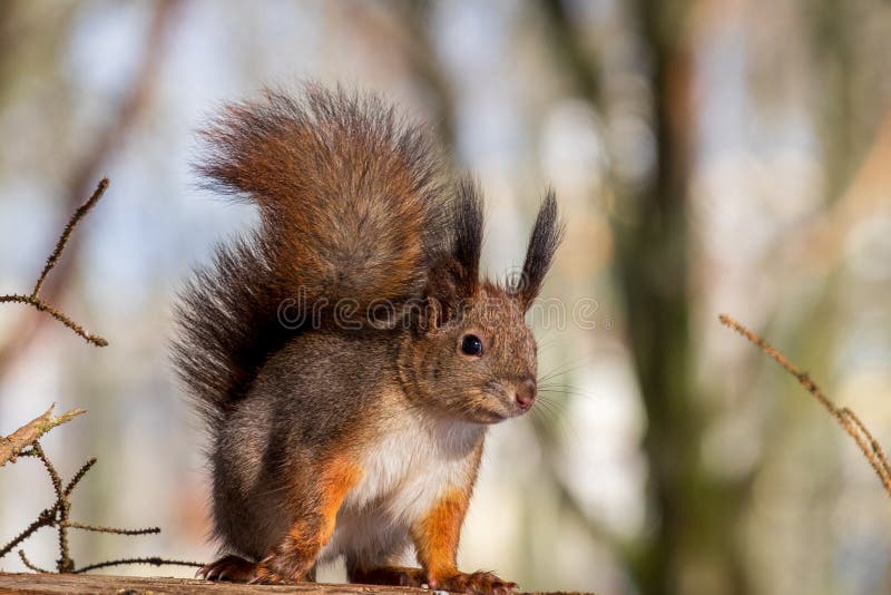 A Red Squirrel with a Fluffy Tail Looks at the Camera. Posing Stock ...