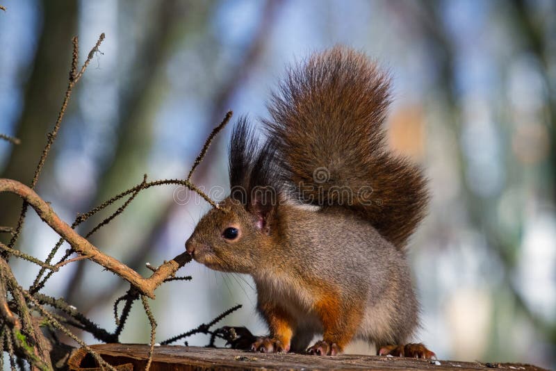 A Red Squirrel with a Fluffy Tail Looks at the Camera. Posing Stock ...