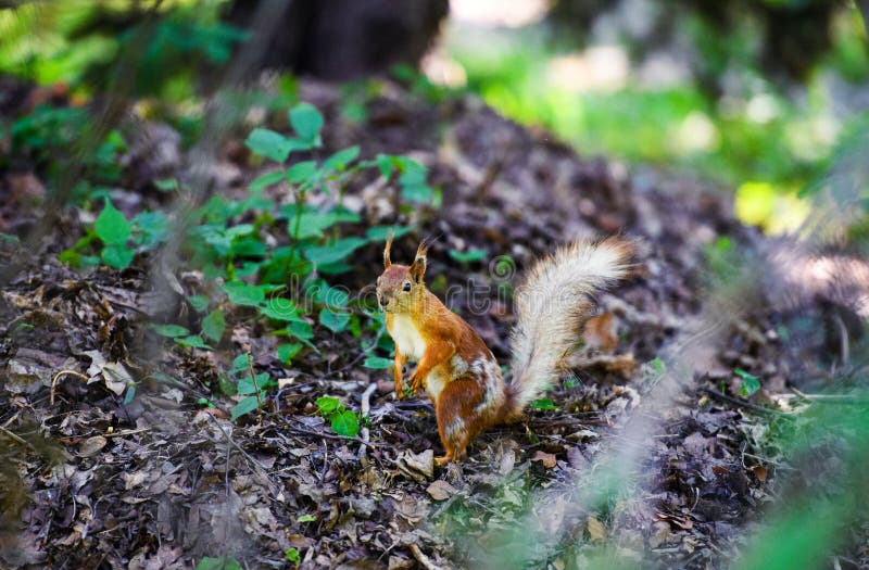 Red squirrel in the forest stock photo. Image of fluffy - 153460242