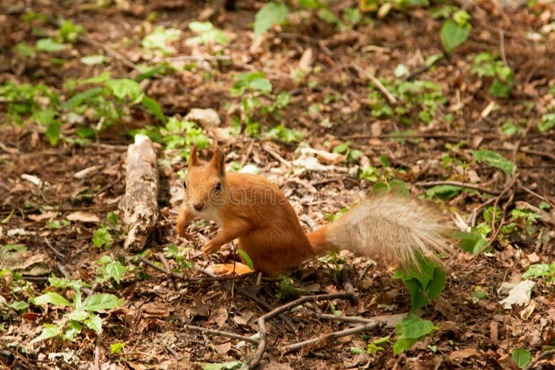 Red squirrel in the forest stock image. Image of squirrel - 154480557