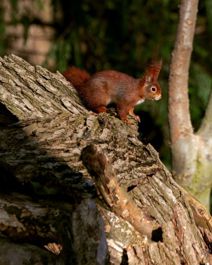 Red squirrel in the forest stock photo. Image of wildlife - 268516878
