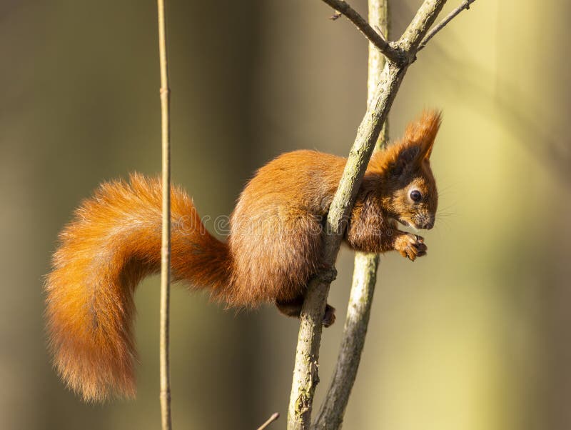 Red squirrel in the forest stock photo. Image of autumn - 361590228