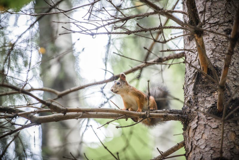 Red squirrel stock photo. Image of life, furry, grey - 60686824
