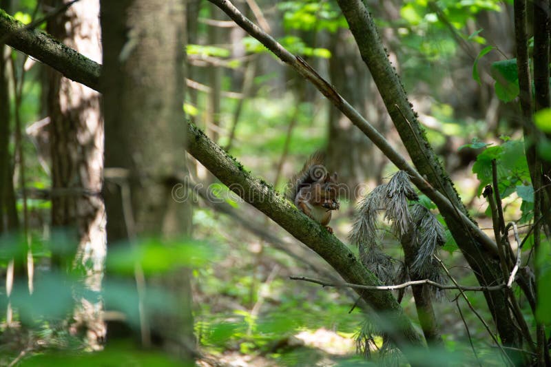 A Red Squirrel in the Forest. Squirrel Appreciation Day Stock Photo ...