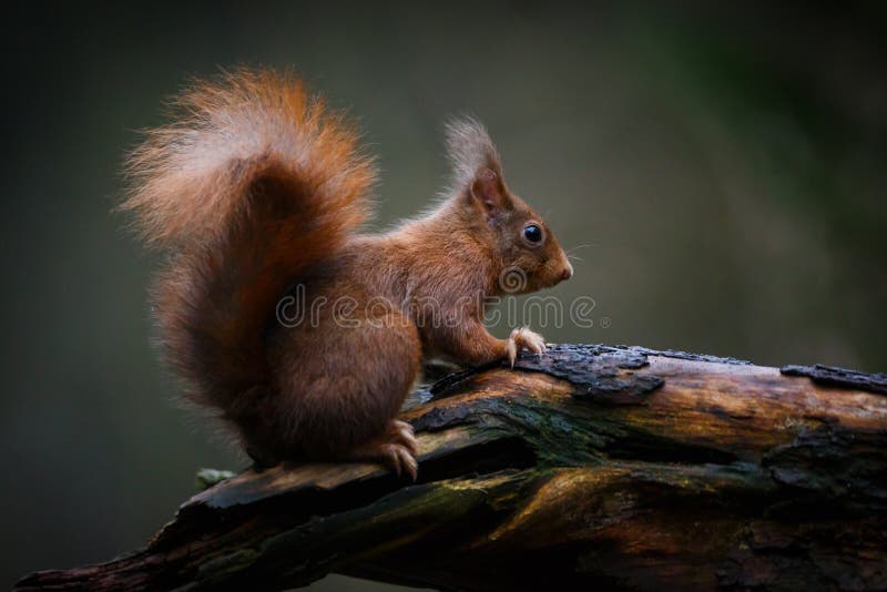Red squirrel in a forest stock photo. Image of mammal - 108110362
