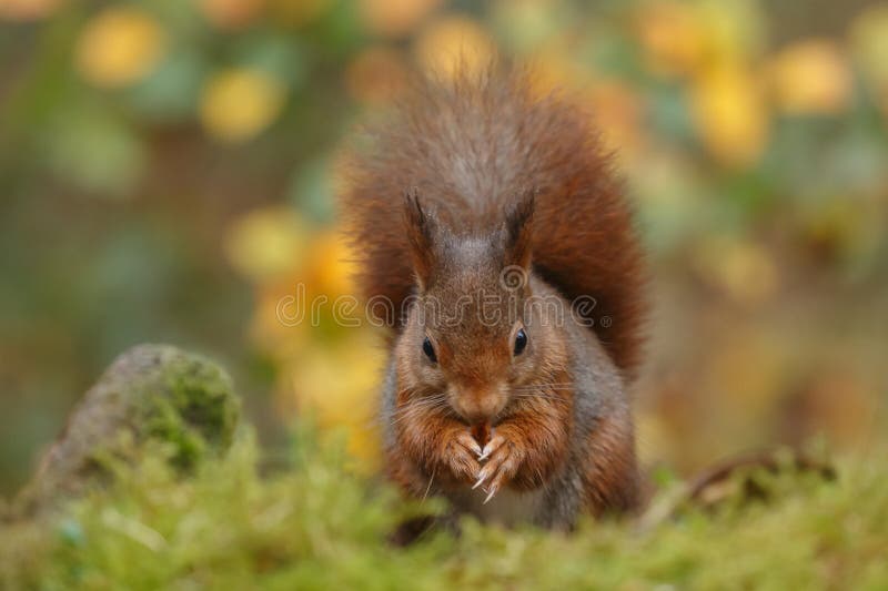 Red Squirrel in a forest stock image. Image of sciurus - 332674905