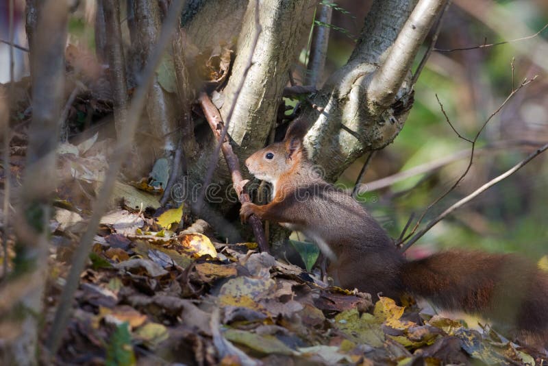Sciurus Vulgaris - Eurasian Red Squirrel - Side View - Flat Vector ...
