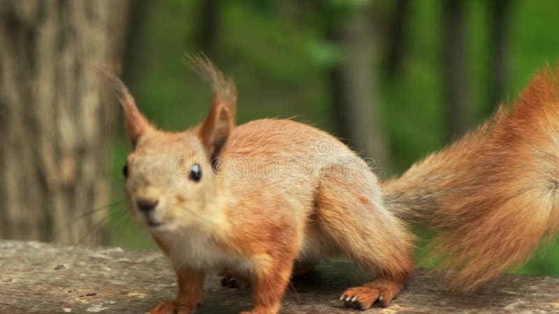 Red Squirrel in the Forest. Paws of a Squirrel Stock Video - Video of ...