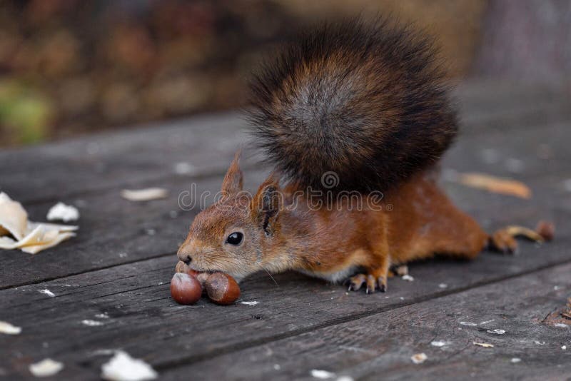 Red Squirrel in the Forest Reaching for Nuts Stock Photo - Image of ...
