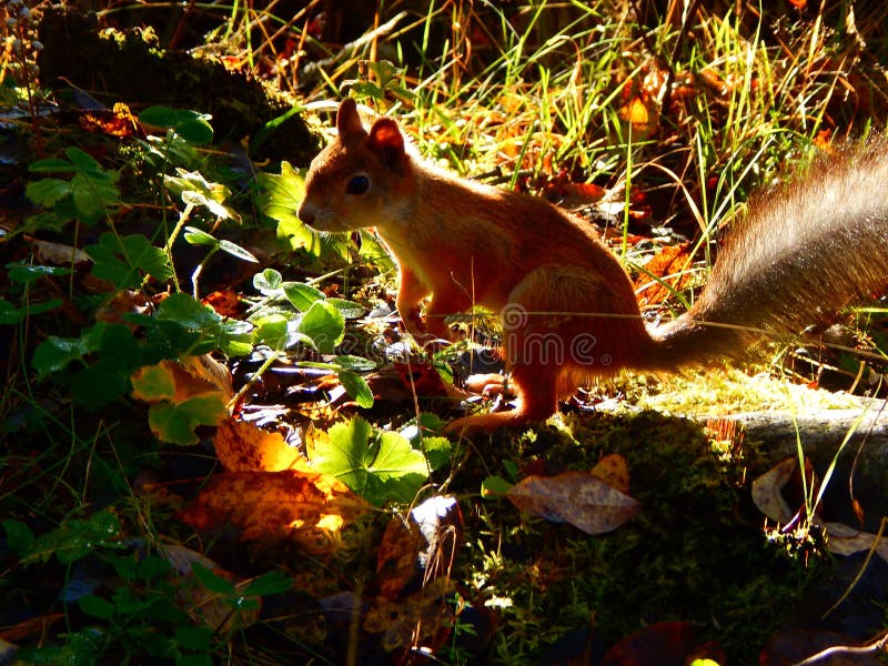 Red squirrel in the forest stock photo. Image of grass - 138972964