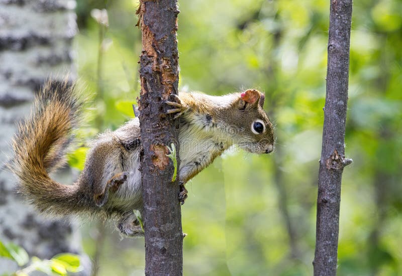 A Red Squirrel in a Forest. Stock Photo - Image of animals, small ...