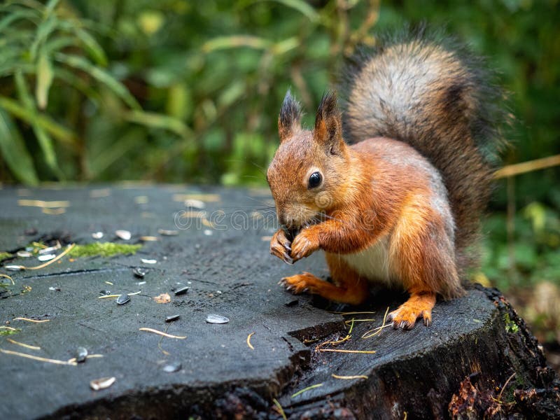 Red Squirrel in the Forest. Stock Photo - Image of grass, autumn: 257872454