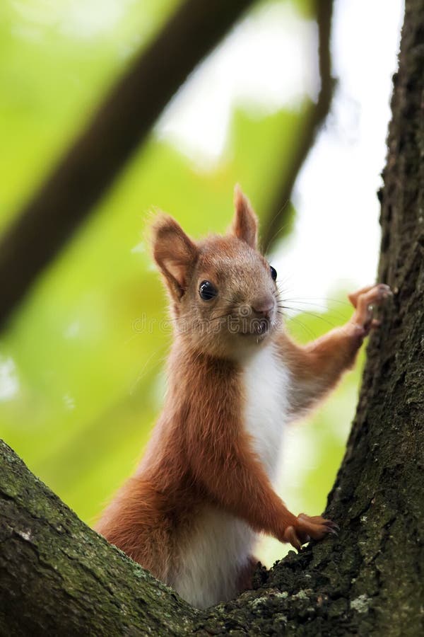 Red squirrel in the forest stock image. Image of looking - 36710367