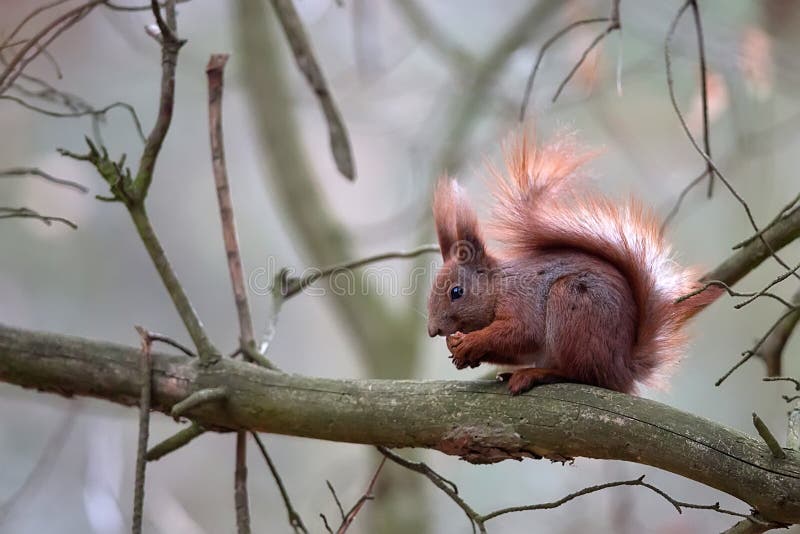 Red squirrel in the forest stock photo. Image of nature - 82980020