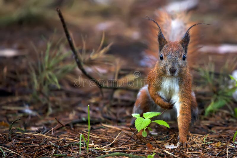 Red squirrel in the forest stock photo. Image of little - 84798528