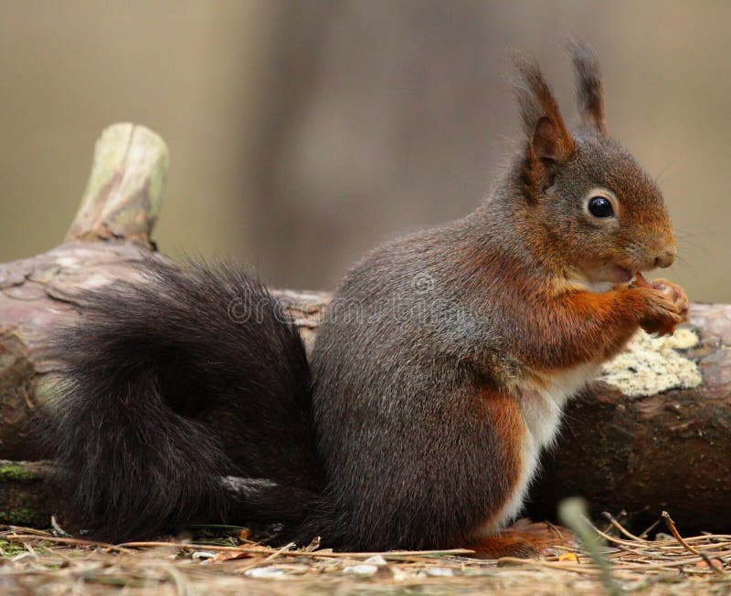 Red Squirrel at Formby Nature Reserve Stock Image - Image of formby ...