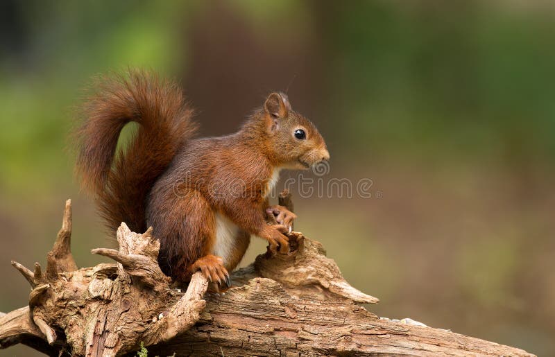 Red Squirrel in Funny Pose. Stock Image - Image of woodland, england ...