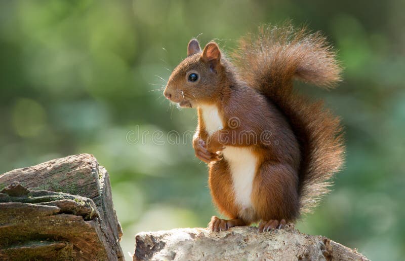 Autumn red squirrel stock image. Image of fall, curious - 47012653