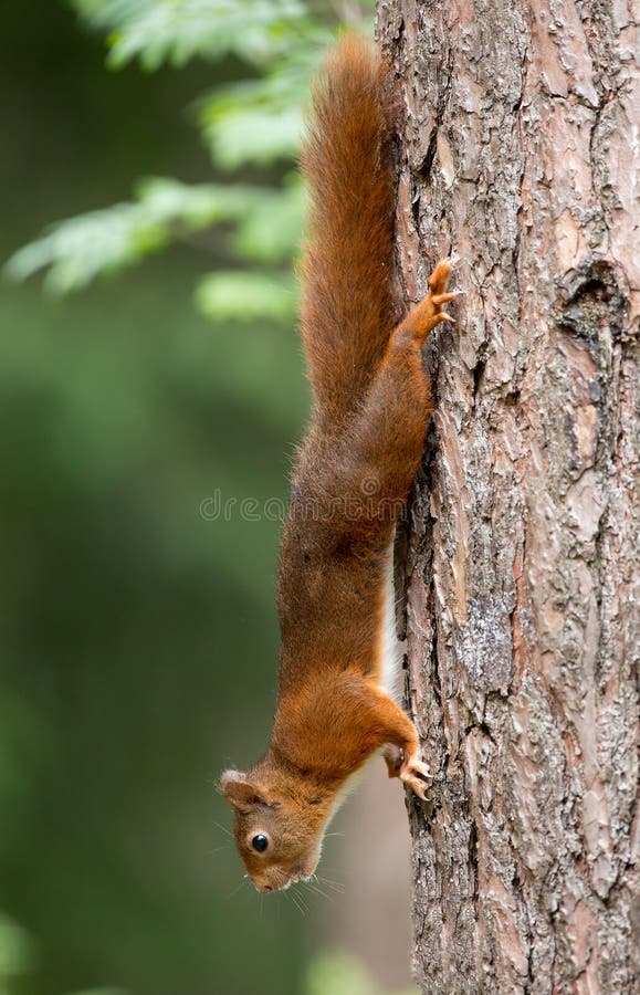Red Squirrel stock image. Image of fluffy, summer, hair - 32576287