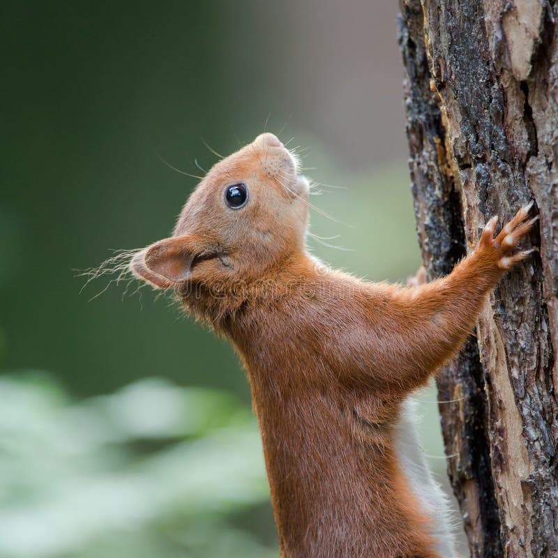 Red Squirrel stock photo. Image of mammal, squirrel, brown - 32576576