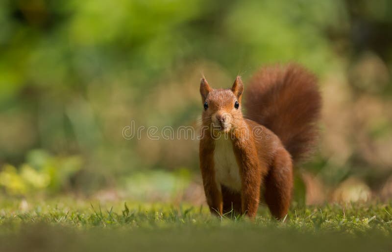 Red Squirrel stock image. Image of life, pretty, fluffy - 34137653