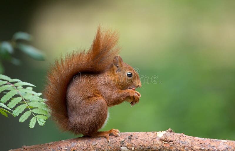 Red Squirrel stock photo. Image of looking, pretty, creature - 35334594