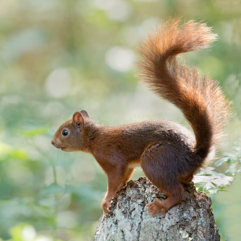 Red Squirrel stock image. Image of forrest, squirrel - 35334627
