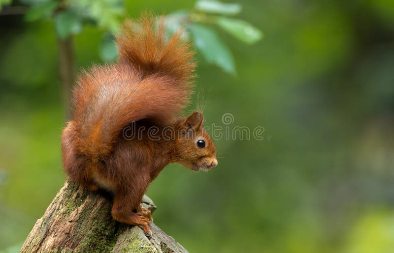 Red Squirrel stock image. Image of summer, brown, branch - 35737747