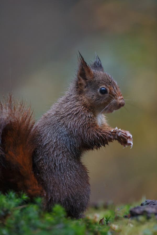 Red Squirrel in a forest stock photo. Image of summer - 332674956