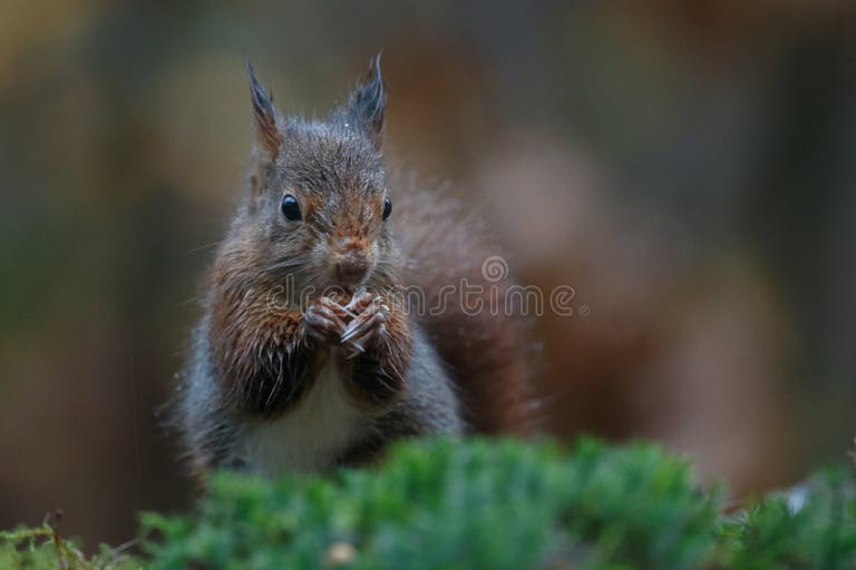 Red Squirrel in a forest stock photo. Image of habitat - 332674966